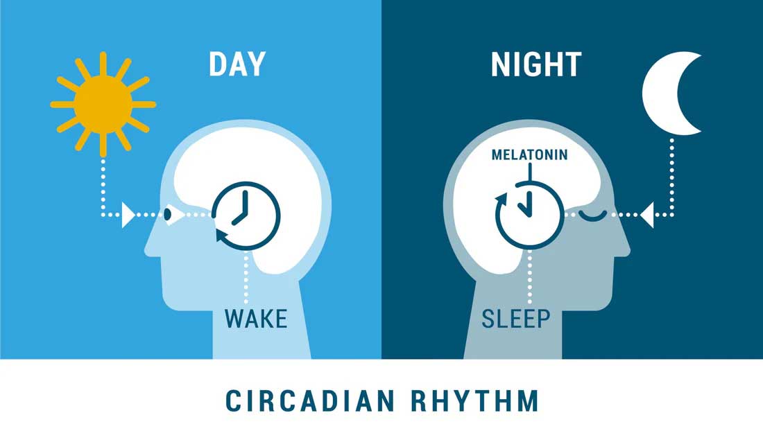 Circadian Health: How Your Body Clock Affects Everything